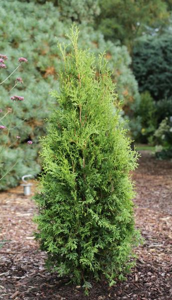 Туя западная `Кинг оф Брабант`, Thuja occidentalis `King of Brabant ...